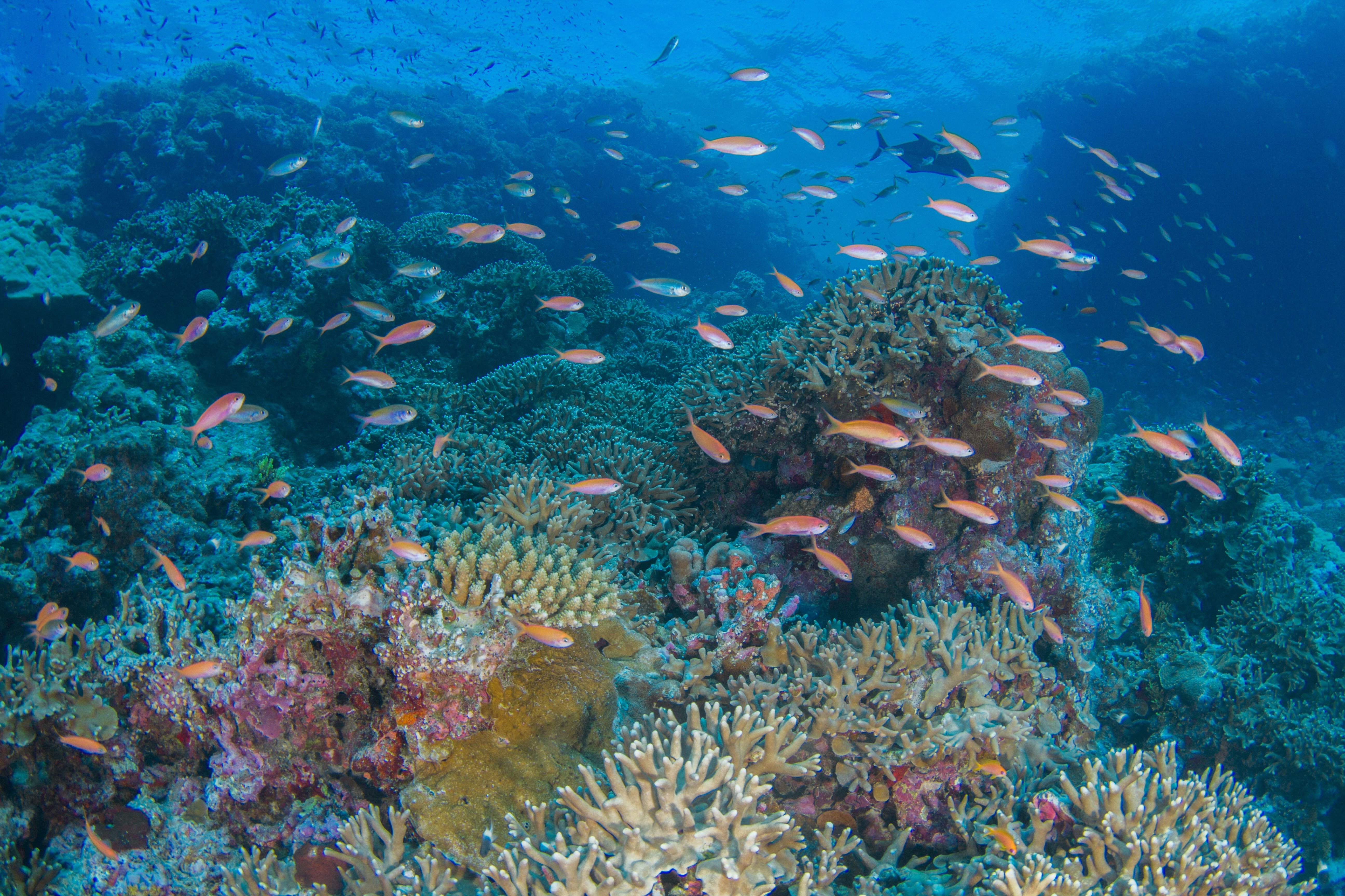 Indian Ocean Coral Reefs Biome News Spotlight: Sharks Are Deserting