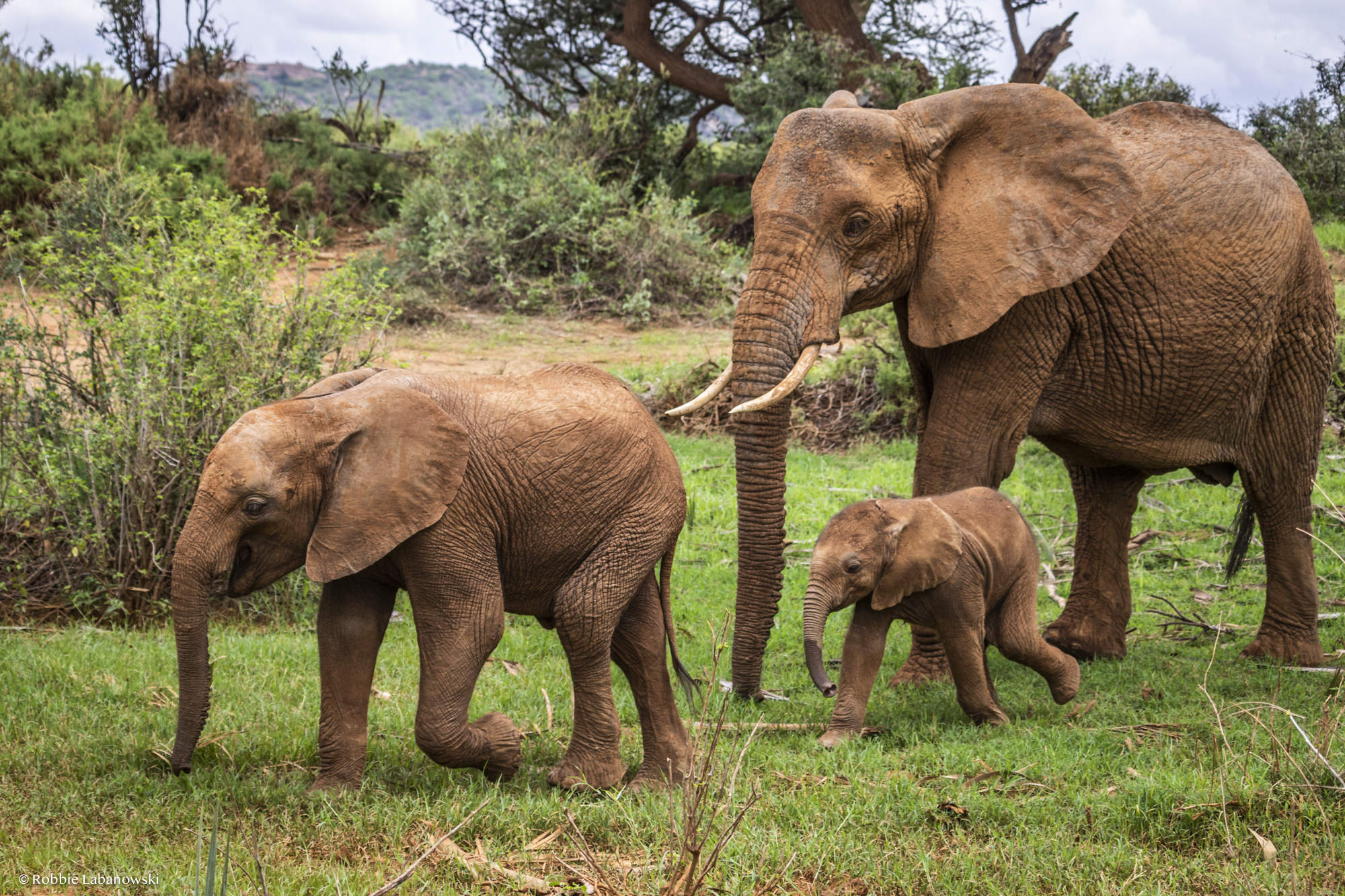 Elephant And Baby Elephant New Footage From Whipsnade Zoo To Celebrate