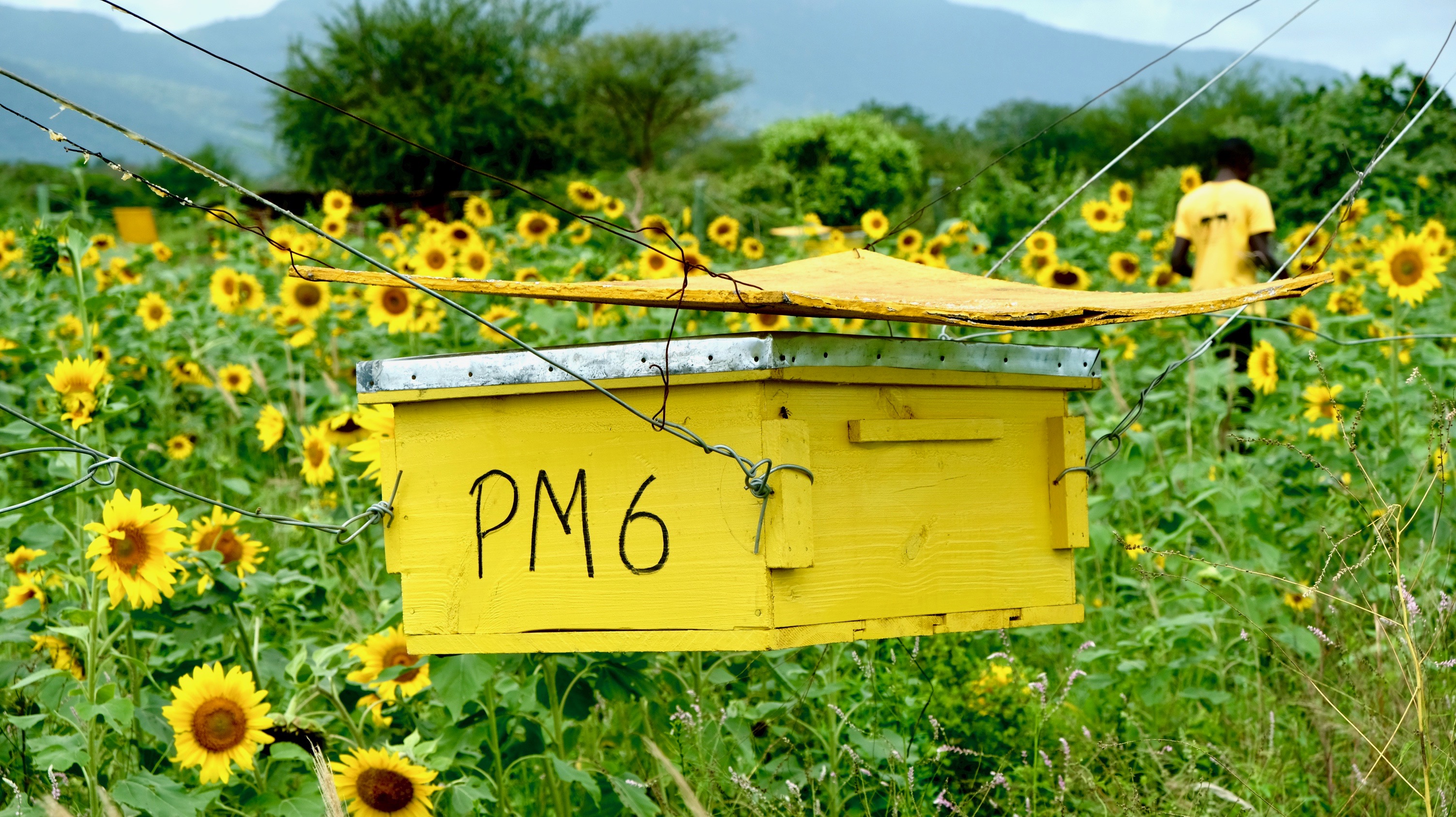 Beehive fences effectively reduce human-elephant conflict, but the ...