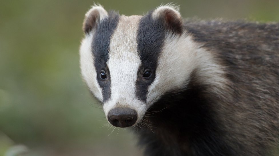 Badger genome to enable study of disease, climate change and social ...