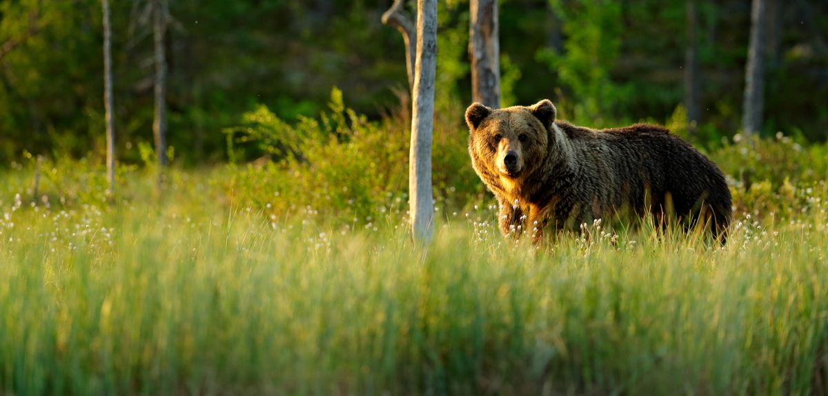 New software predicts the movements of large land animals | Department ...