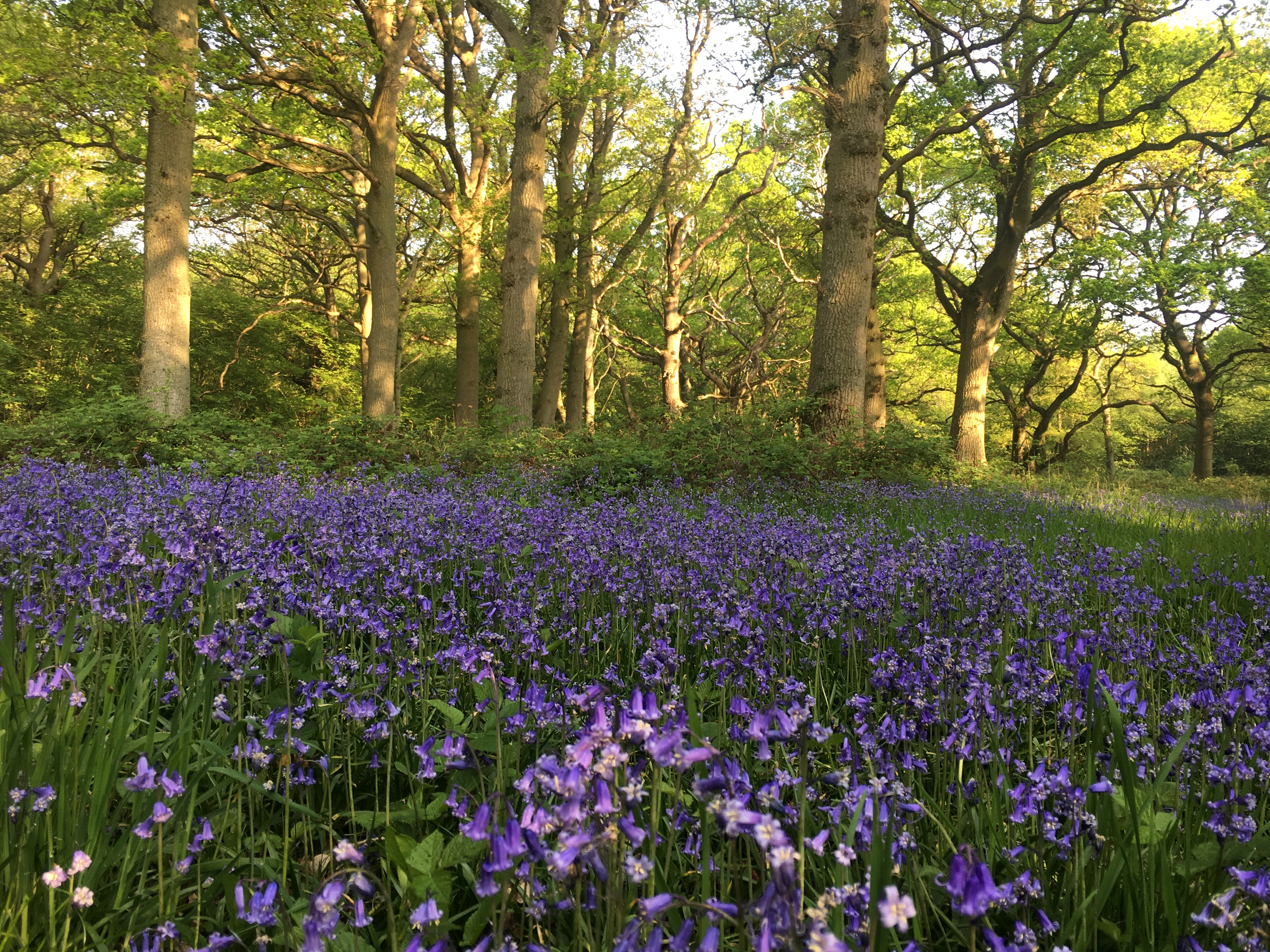 Oxford researchers to build a living digital replica of Wytham Woods ...