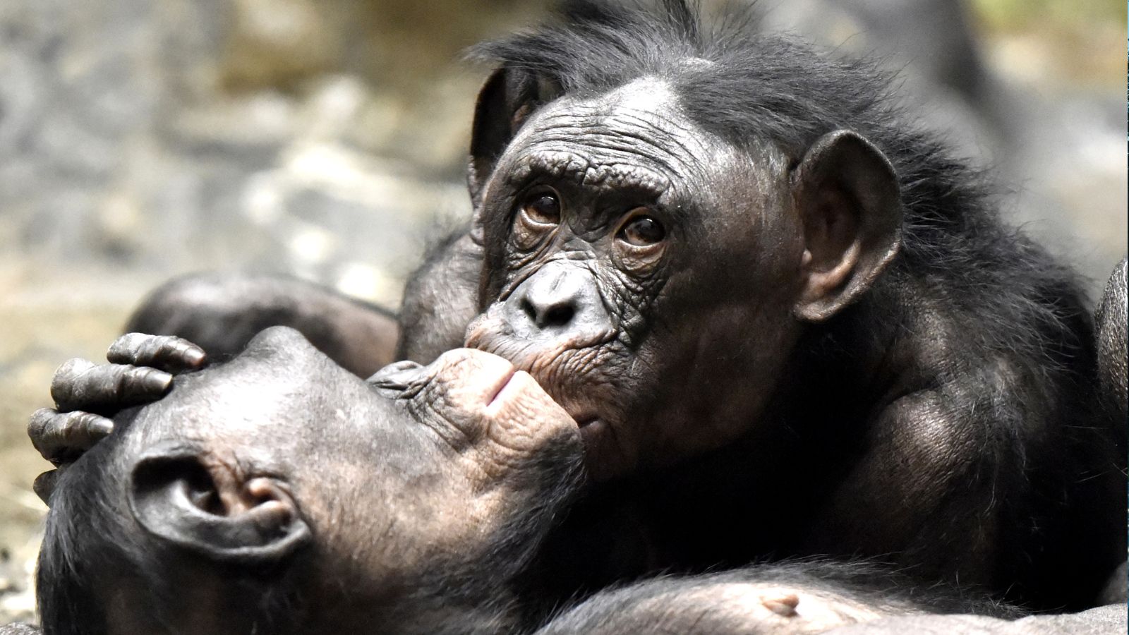 Ape ancestors and Neanderthals likely kissed | Department of Biology