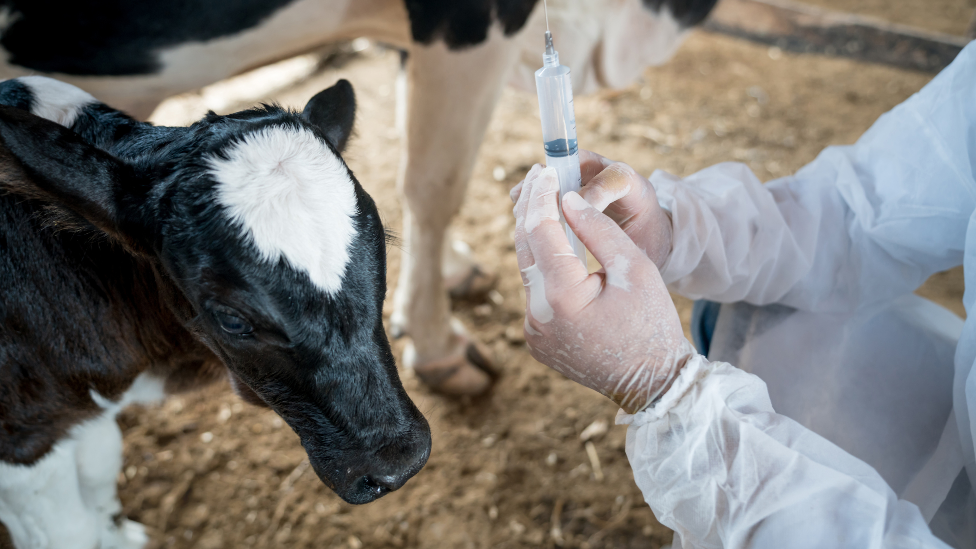 Funding awarded to develop alternative to animal testing for cattle ...