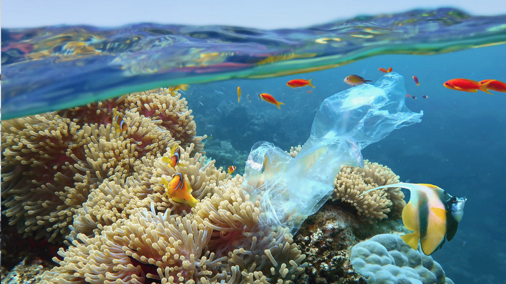 Plastic pollution is almost ubiquitous across coral reefs, mostly from ...