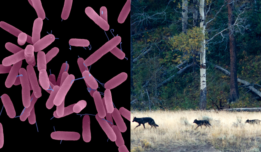 €5m for research into evolutionary drivers of antibiotic resistance and ...