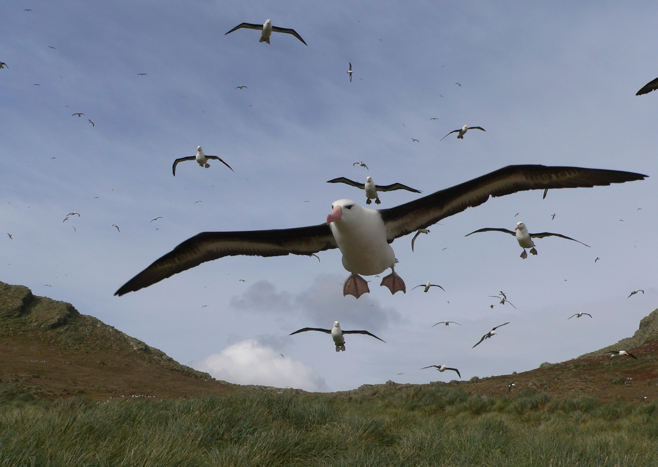 Albatrosses make distinct flight hops when following fishing vessels ...