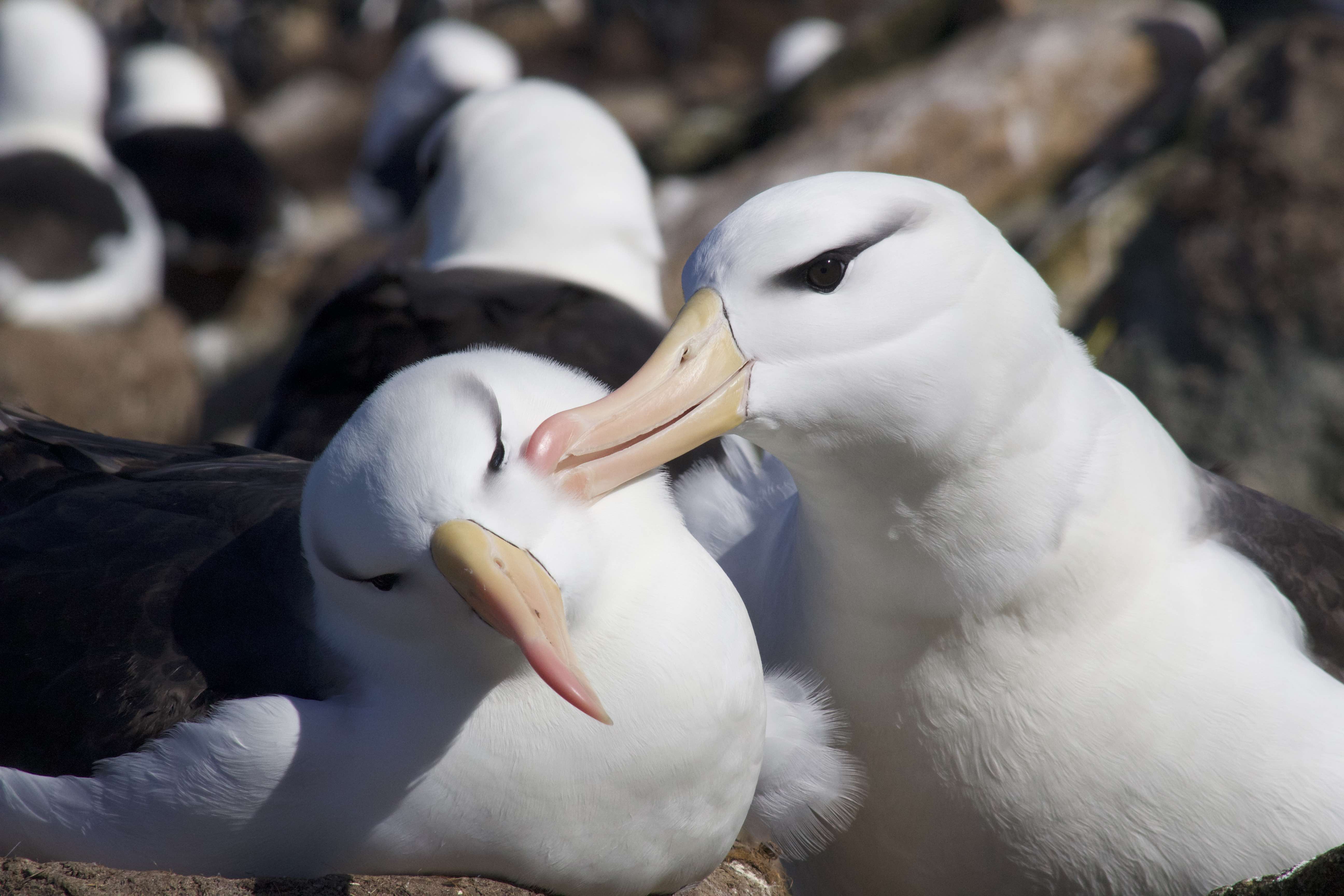 Discovery of unexpected deep diving in albatross could help protect ...