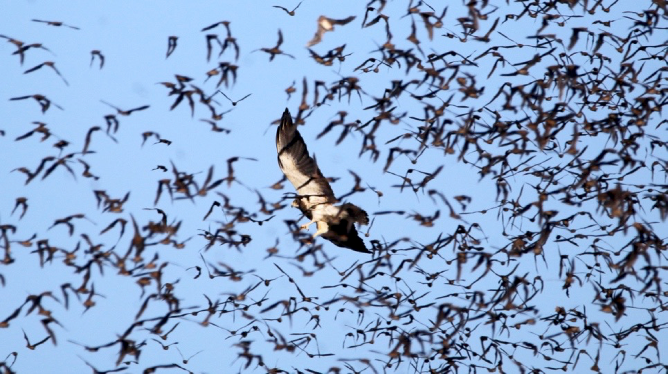 How hunting hawks zero in on a single bat inside a chaotic swarm ...
