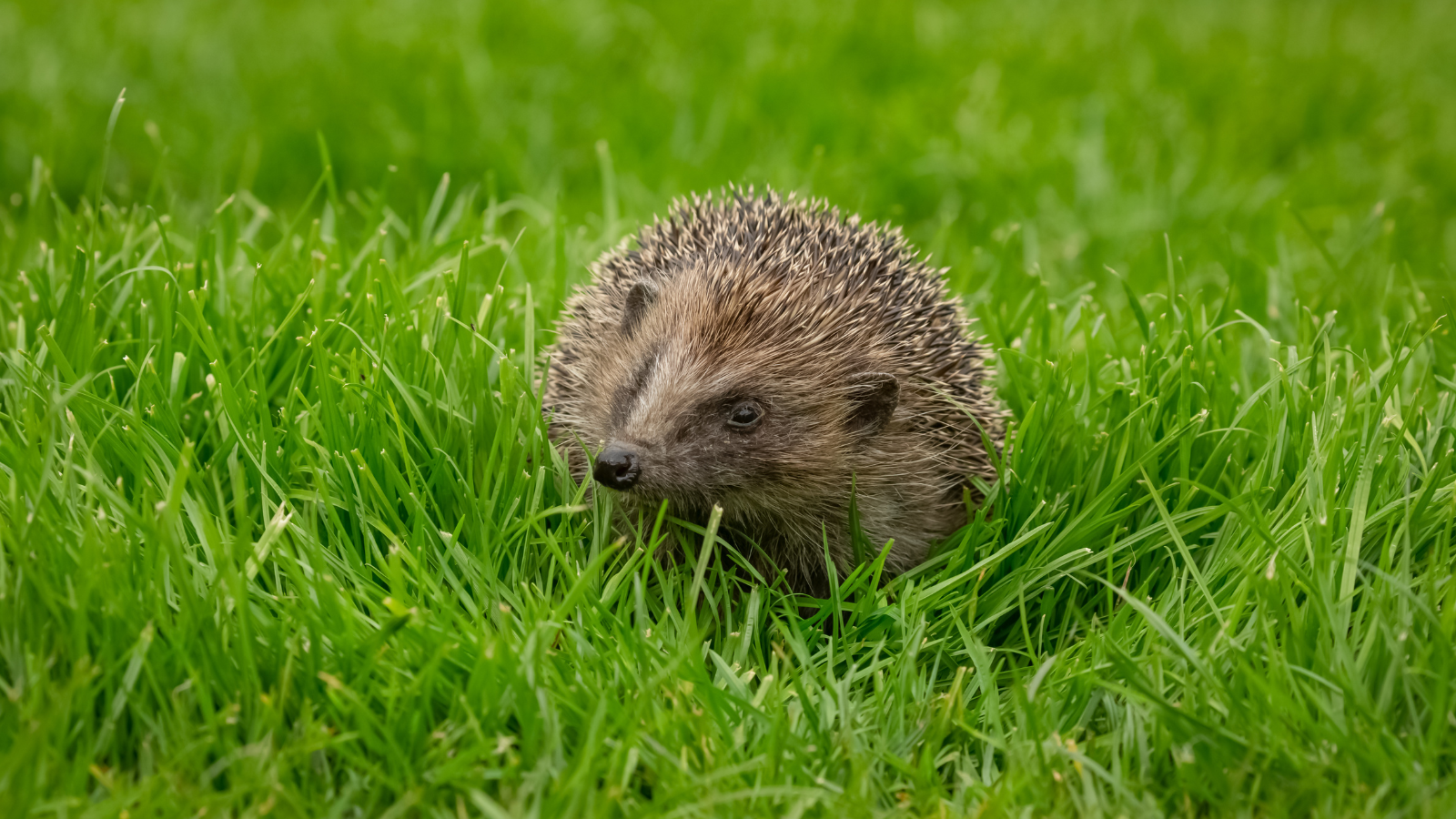 Could ultrasound help save hedgehogs? | Department of Biology