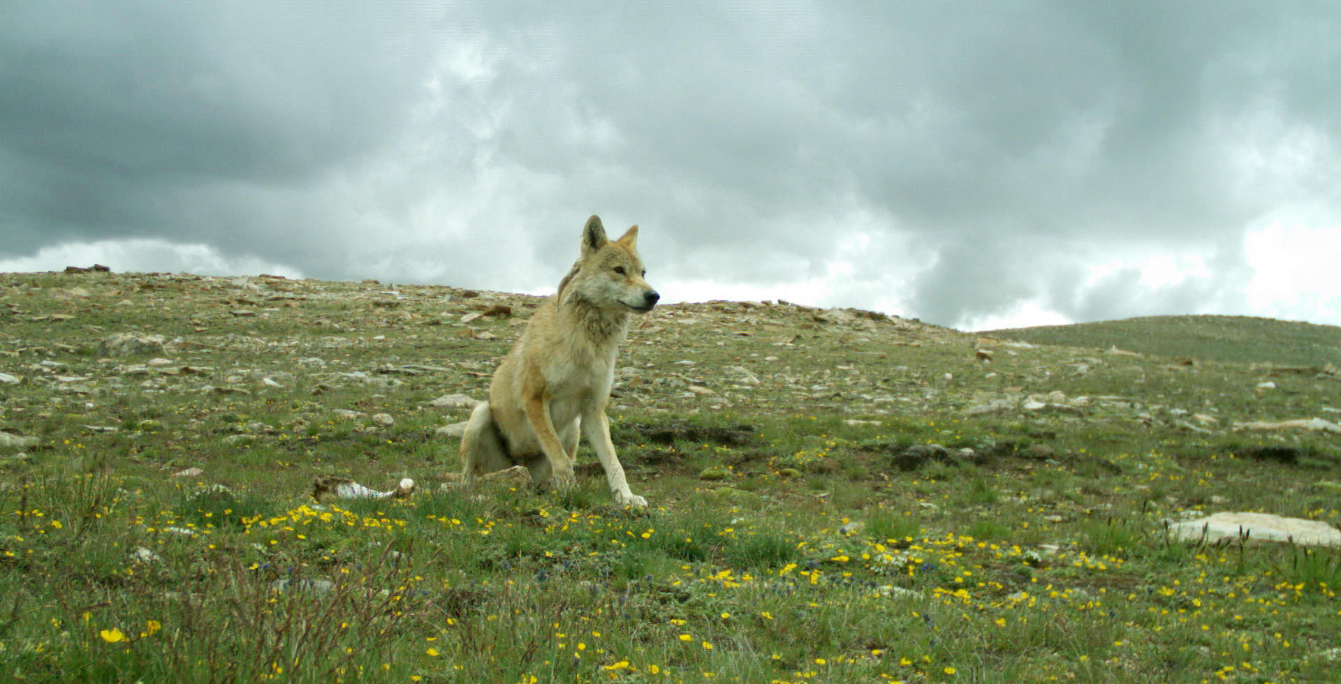 Asian wolves are at risk – a holistic approach to conservation is ...