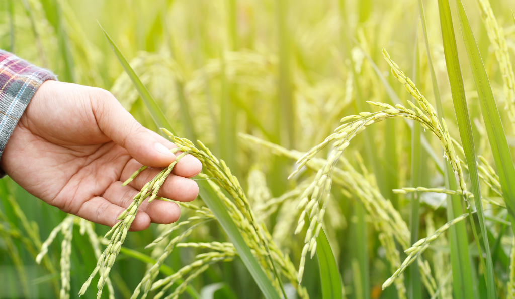 Oxford’s hub for Plant Science Innovation shows promising expansion ...