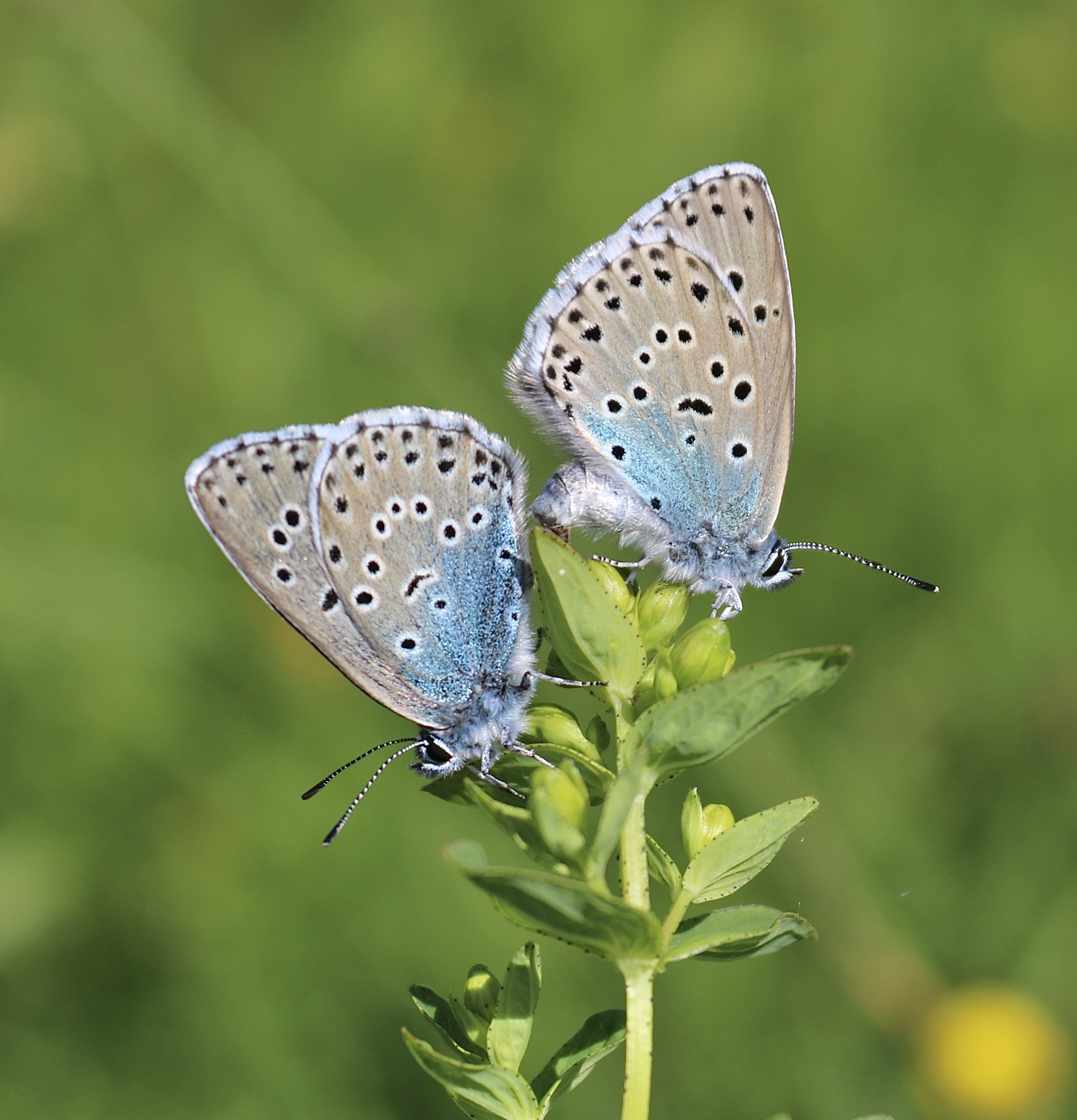 Common Blue Butterfly