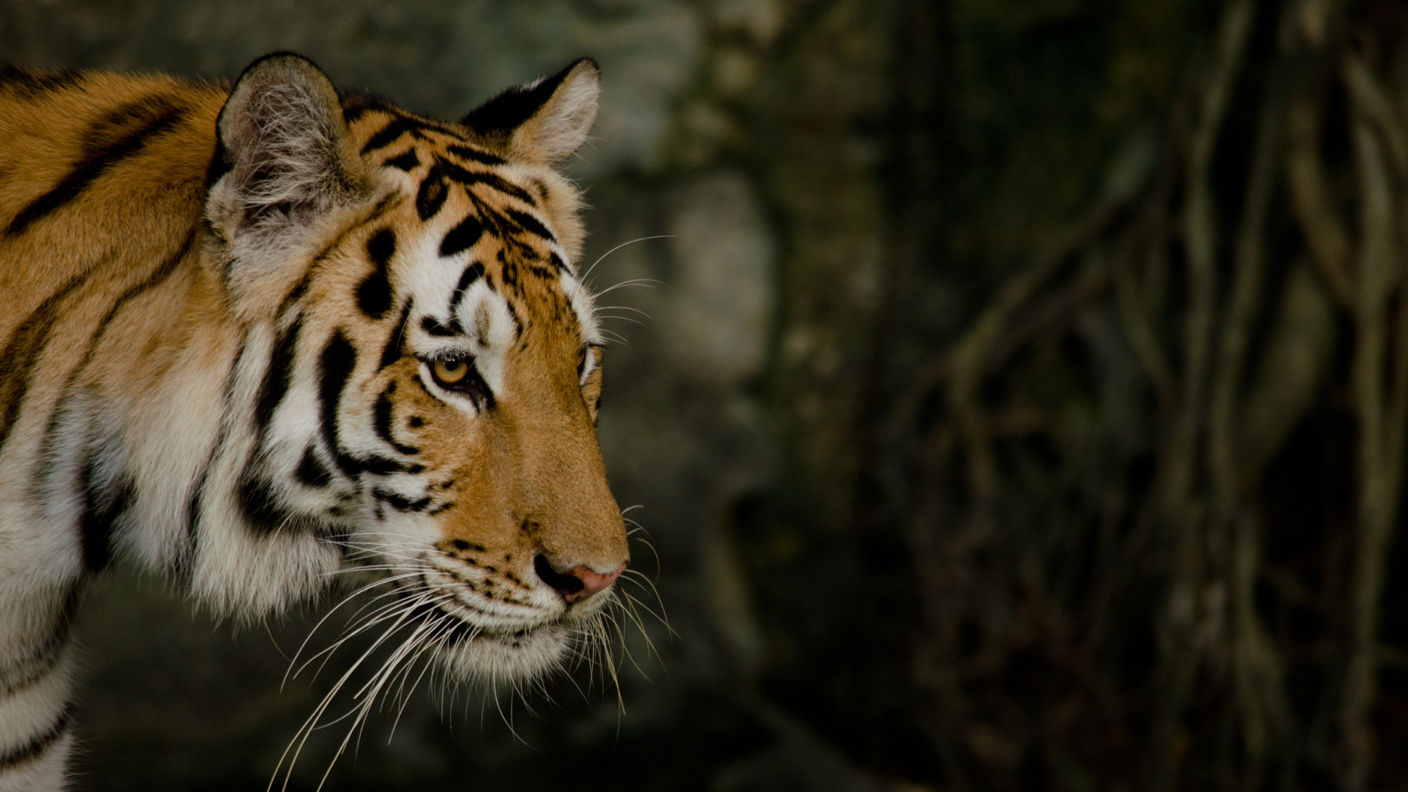 Relocating female tigers could help boost small populations and their ...