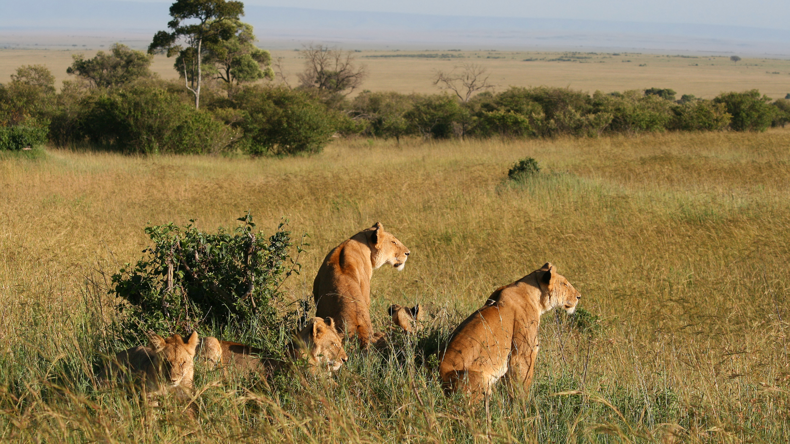 Lions on the brink: threats to African lion populations | Department of ...