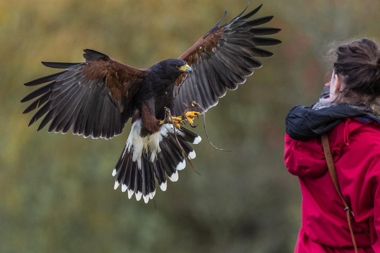 Hawks prioritise safe landings over saving energy or speed | Department ...