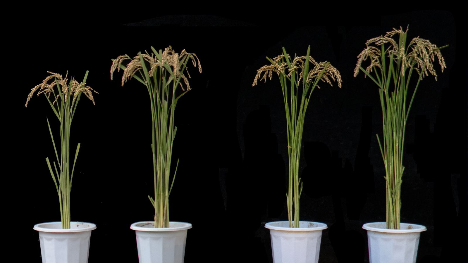 Rice gene discovery could cut fertiliser use while protecting yields ...