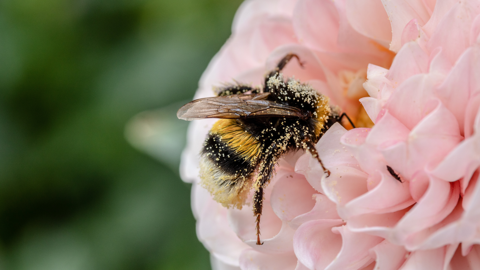 Bees avoid “too much of a good thing” by balancing nutrients in pollen ...