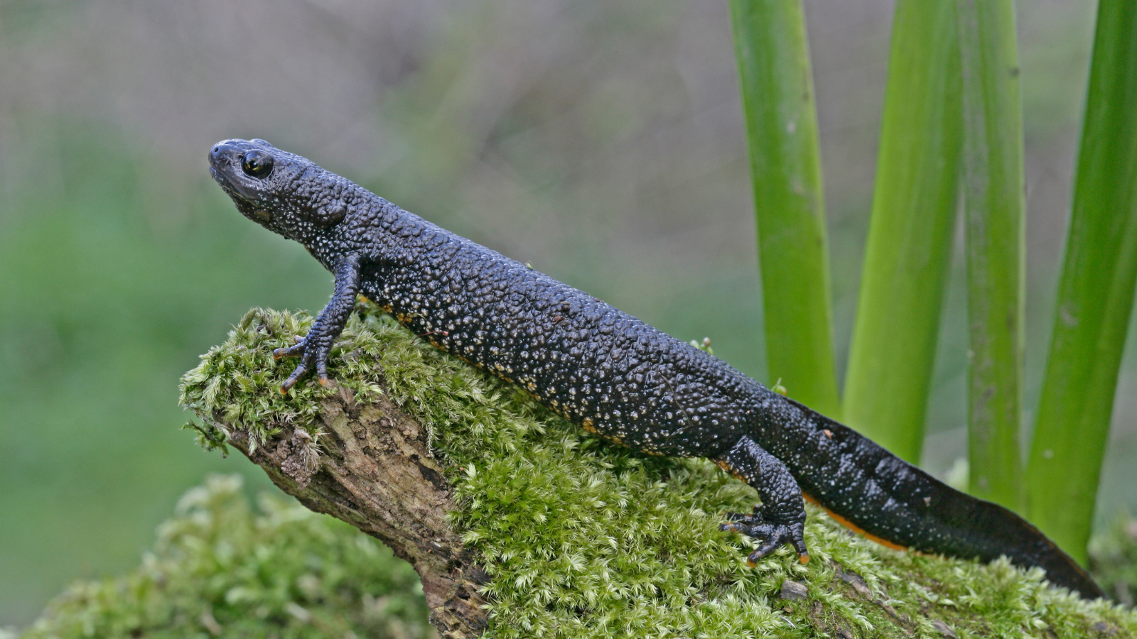Helping newts find a home: A fresh look at habitat assessment | Department of Biology