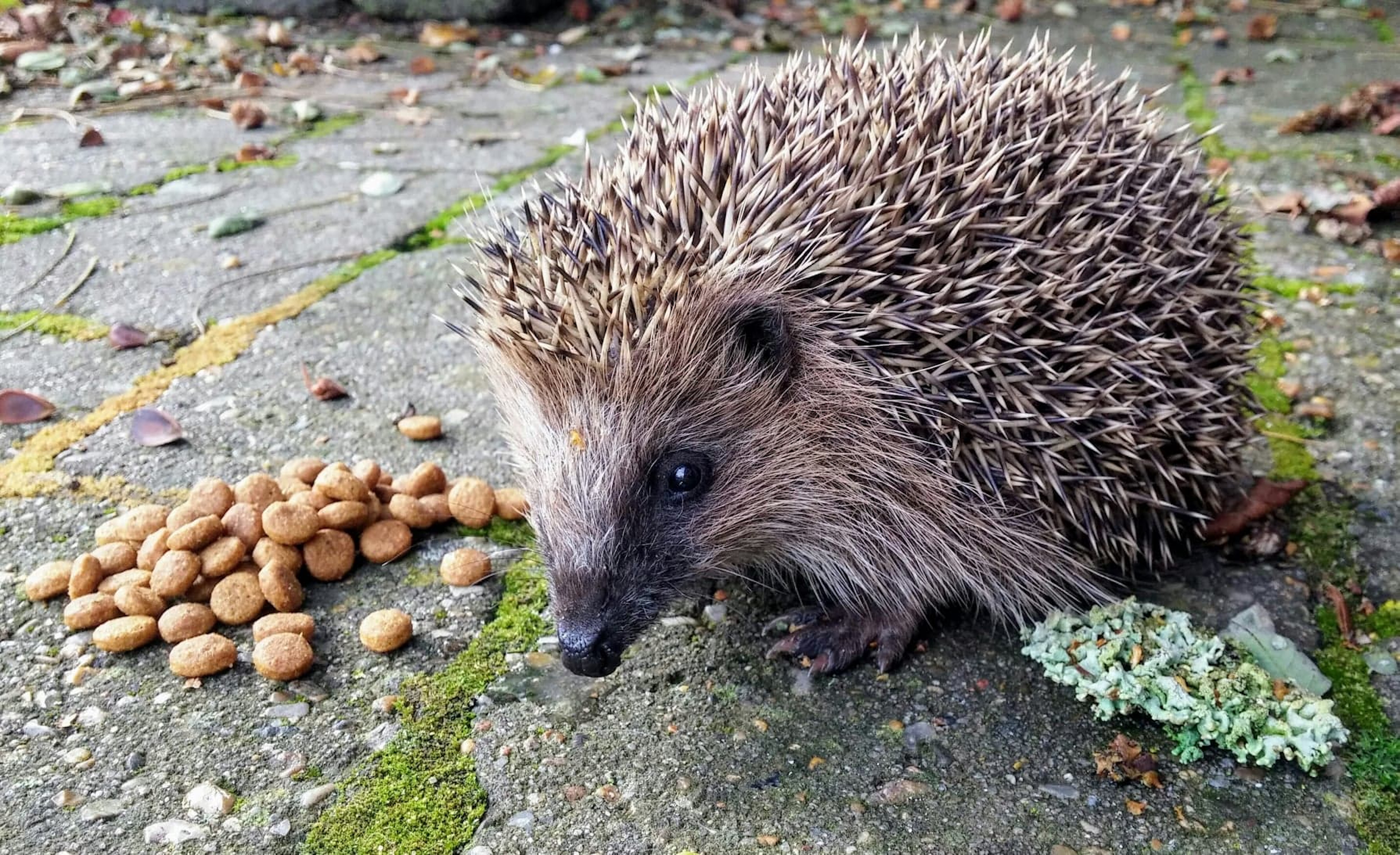 Humans are a key factor in hedgehog decline across Europe | Department ...