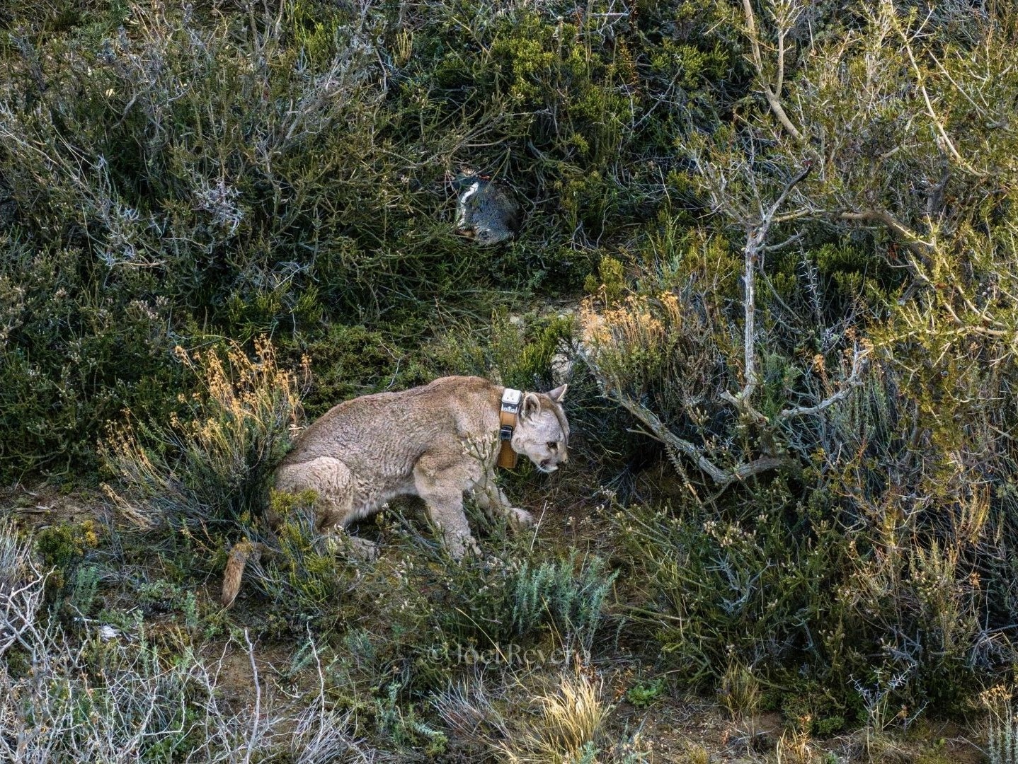 Are returning pumas putting Patagonian penguins at risk? | Department ...