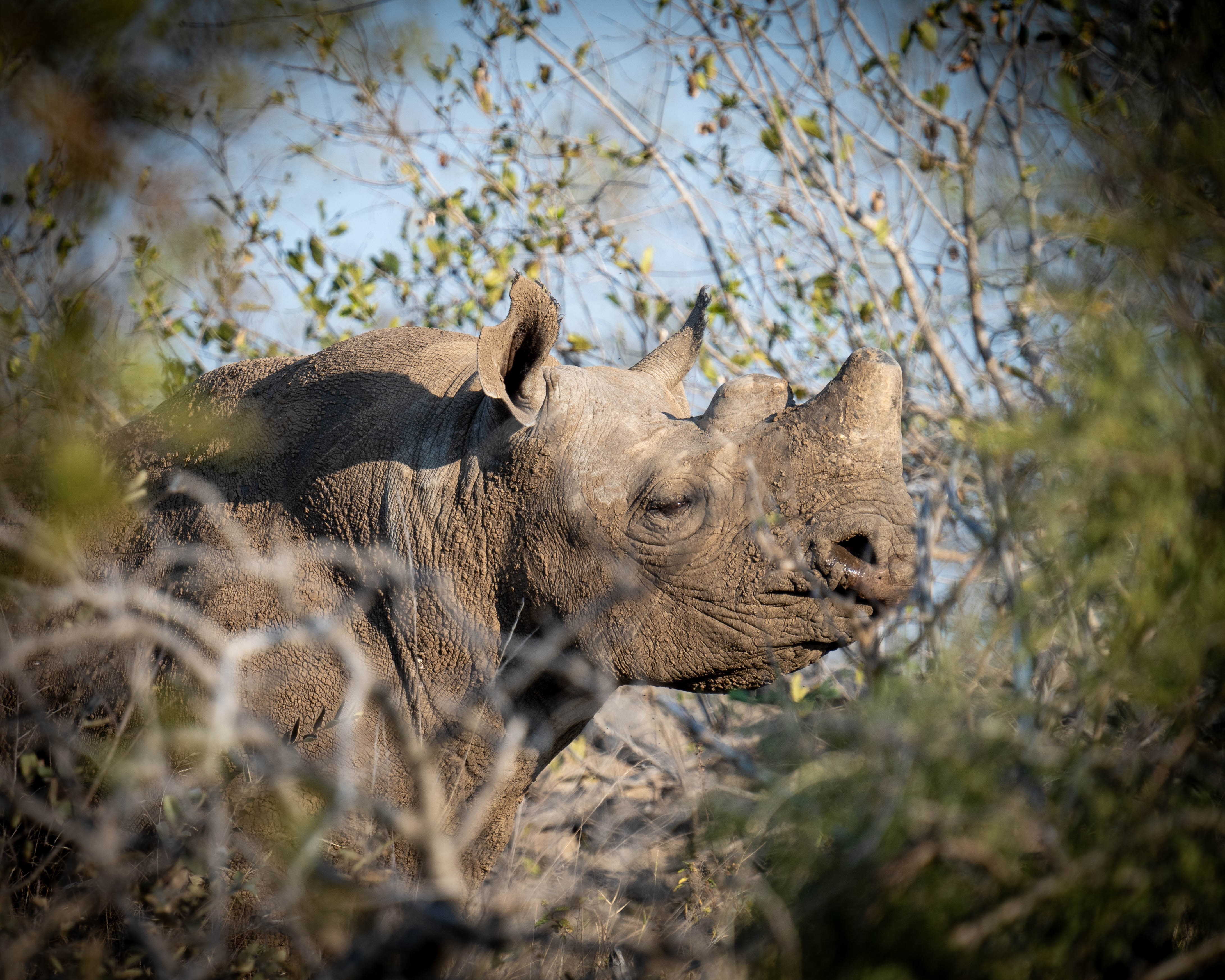 Dehorning rhinos drastically reduces poaching | Department of Biology