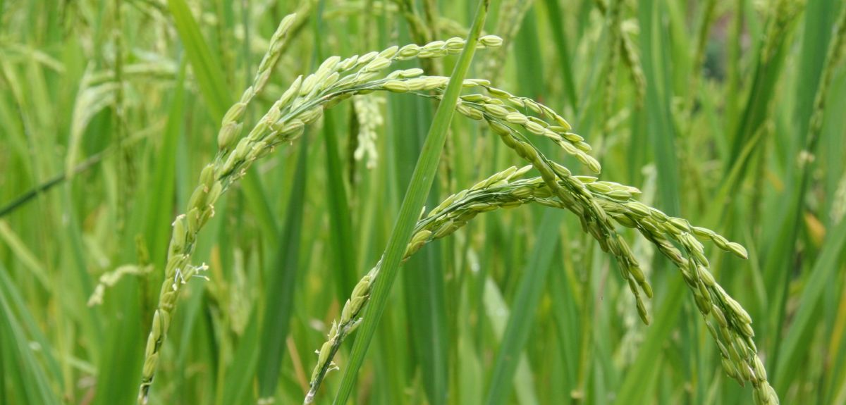 Genetically engineering rice to feed the world | Department of Biology
