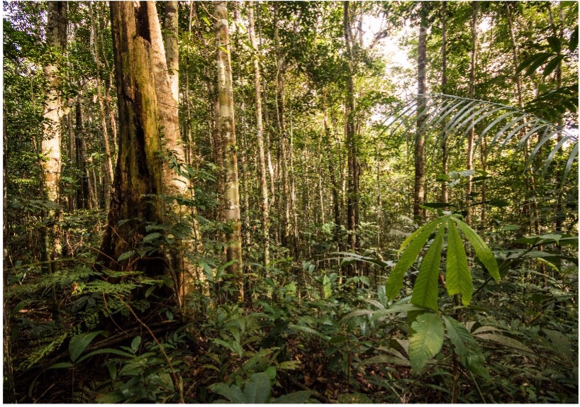 Regenerating tropical forests can support common bat species in ...