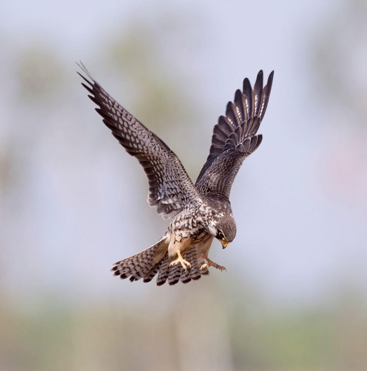 An Indian village went from hunting Amur falcons to being their biggest ...