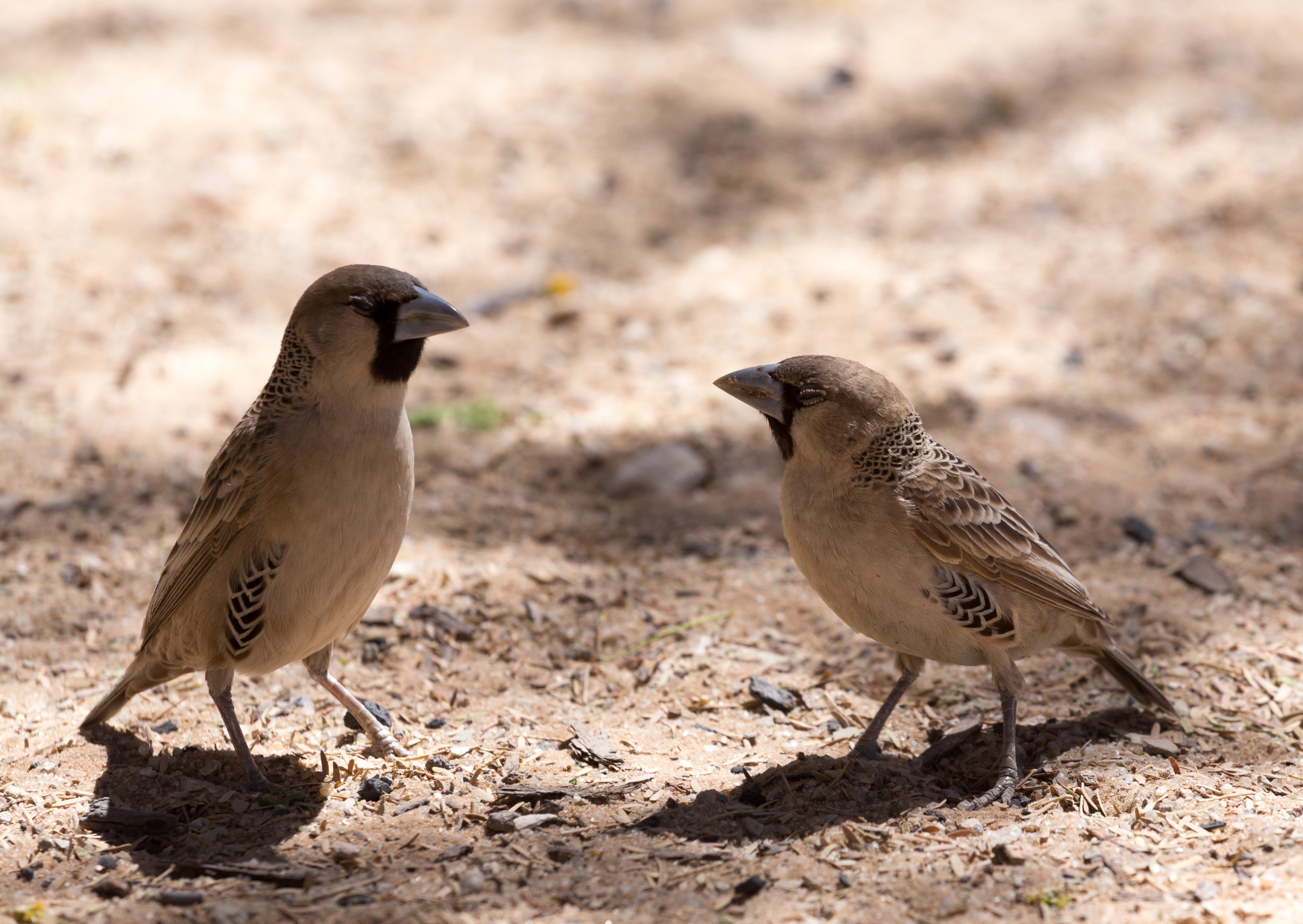 Altruistic helpers in cooperative breeding birds | Department of Biology