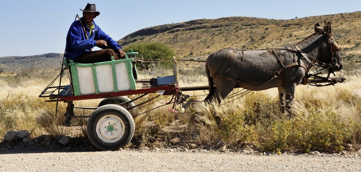 Sale of donkey skins linked to trade in illegal wildlife products ...