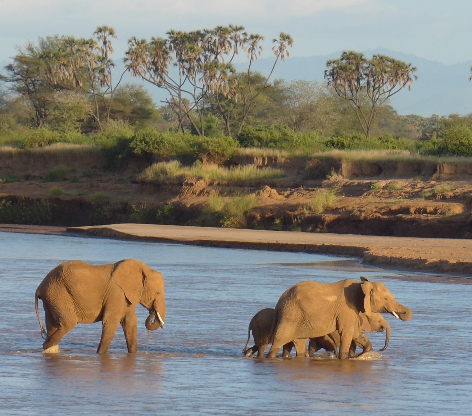 Elephants plan their journeys with energy-saving strategies ...