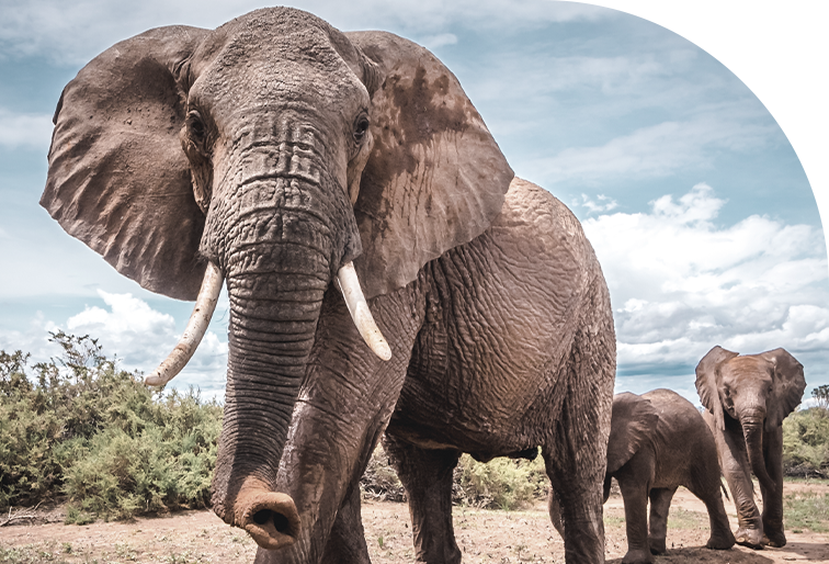 Elephant genes could hold the key to avoiding cancers | Department of ...