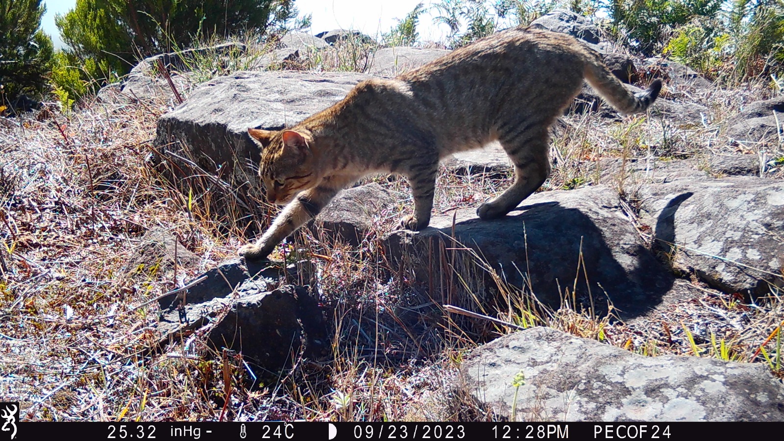 As free-ranging cat populations grow, native wildlife feels the crunch ...