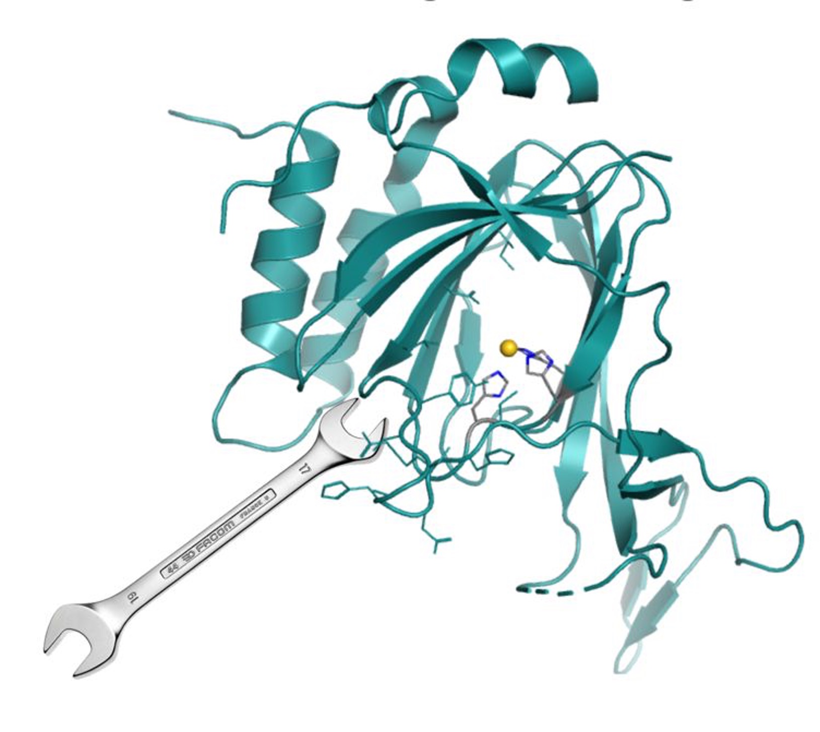 Enzyme Engineering | Department of Biology Enzyme Engineering | Department of Biology
