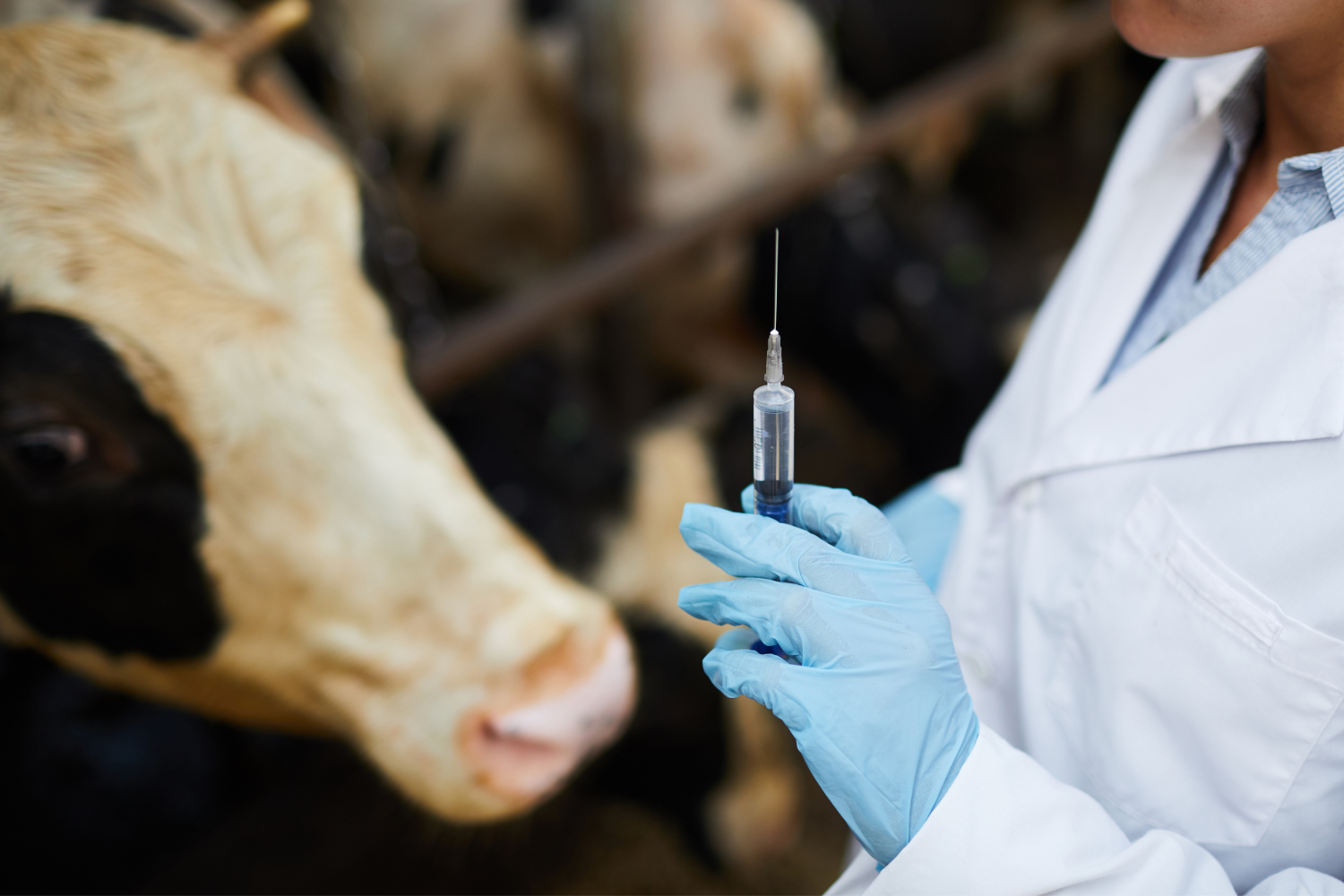 One Health; TB Immunology a& Vaccine Development | Department of Biology