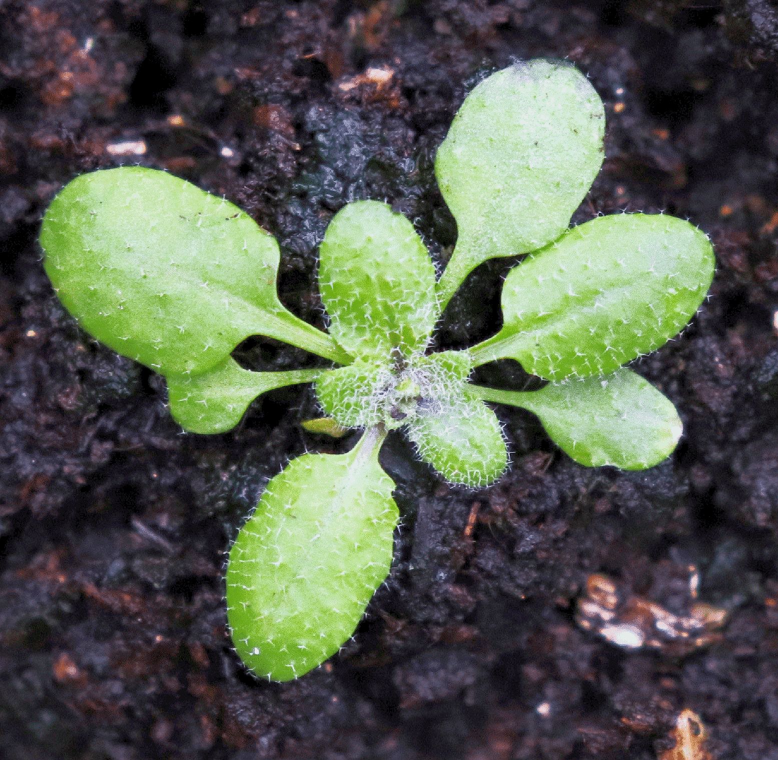 Global warming may increase plant mutation rates | Department of Biology