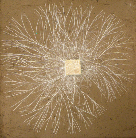 Determining the rules for self-organised adaptive biological networks ...