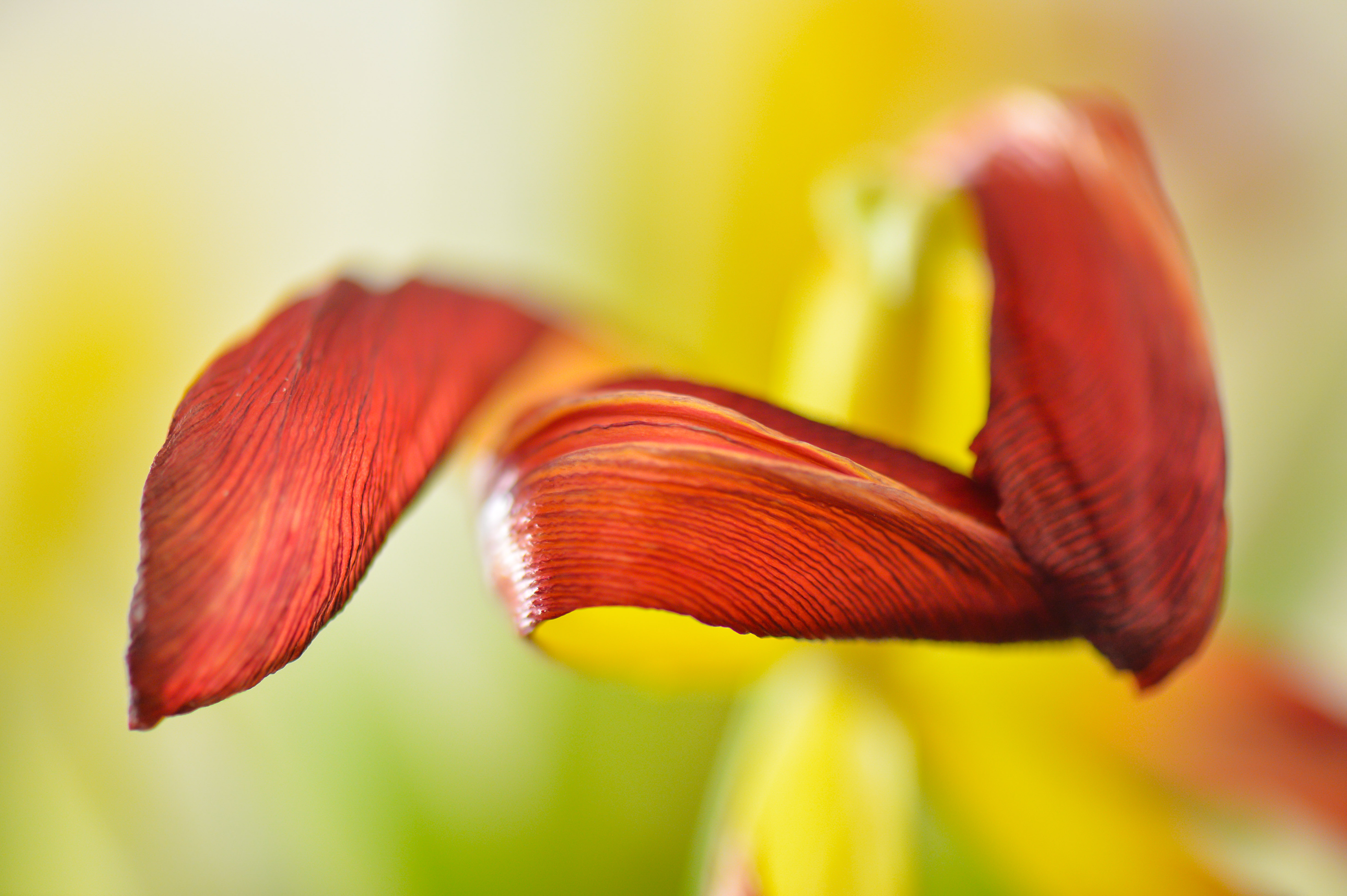 ATP sensing in living plant cells reveals tissue gradients and stress ...
