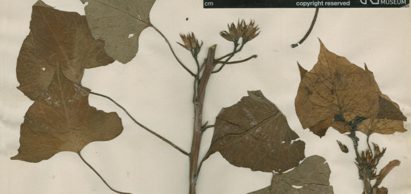 New sweet potato research challenges early contact between America and ...