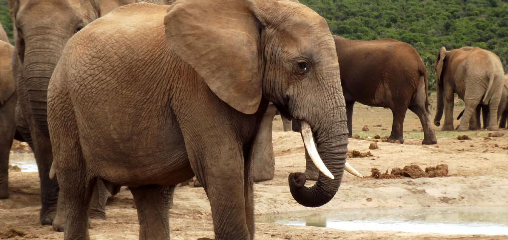 Elephant conservation debates need to be more constructive | Department ...