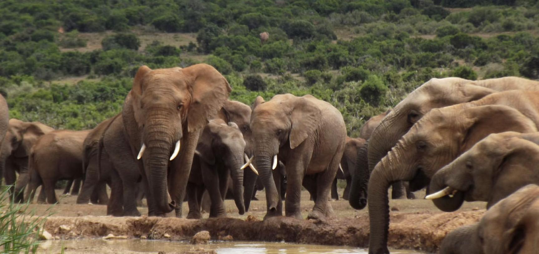 Elephant conservation debates need to be more constructive | Department ...