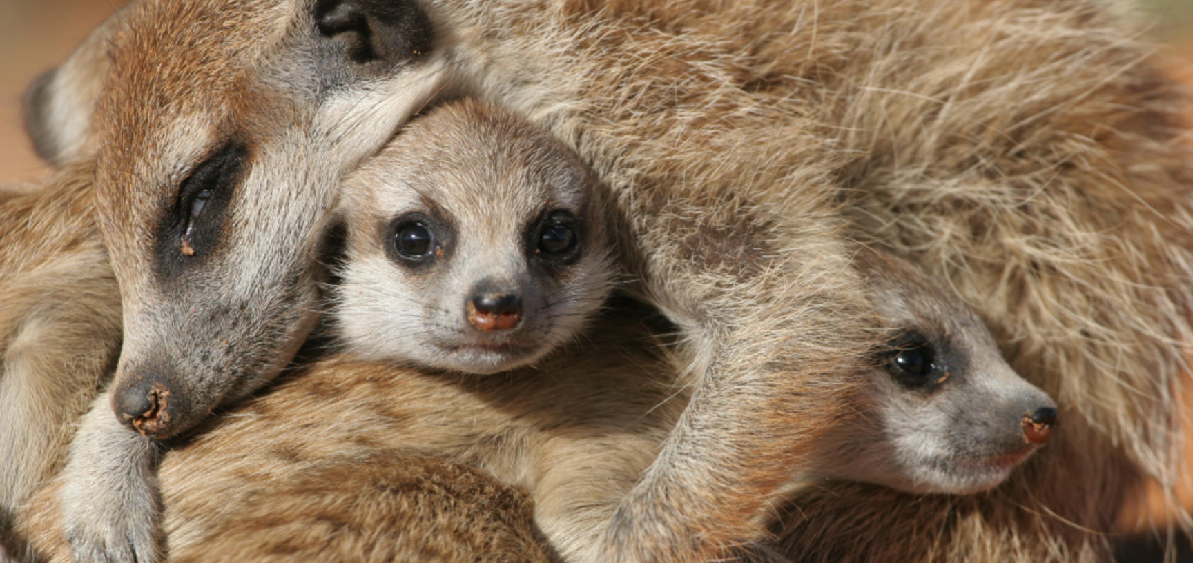 Of Meerkats and Microbes | Department of Biology