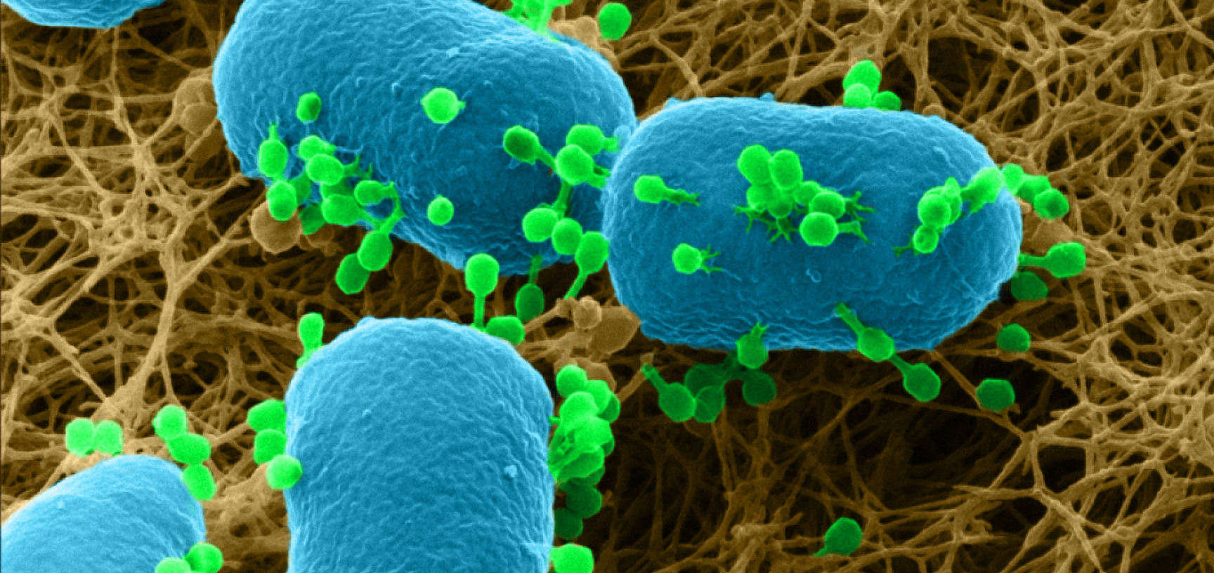 World Of Parasites | Department of Biology