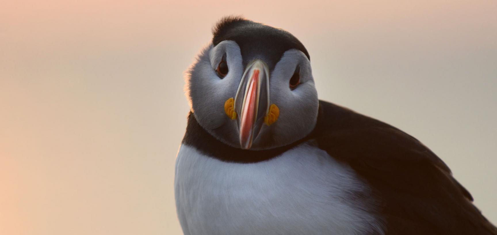 Migration makes breeding harder for seabirds | Department of Biology