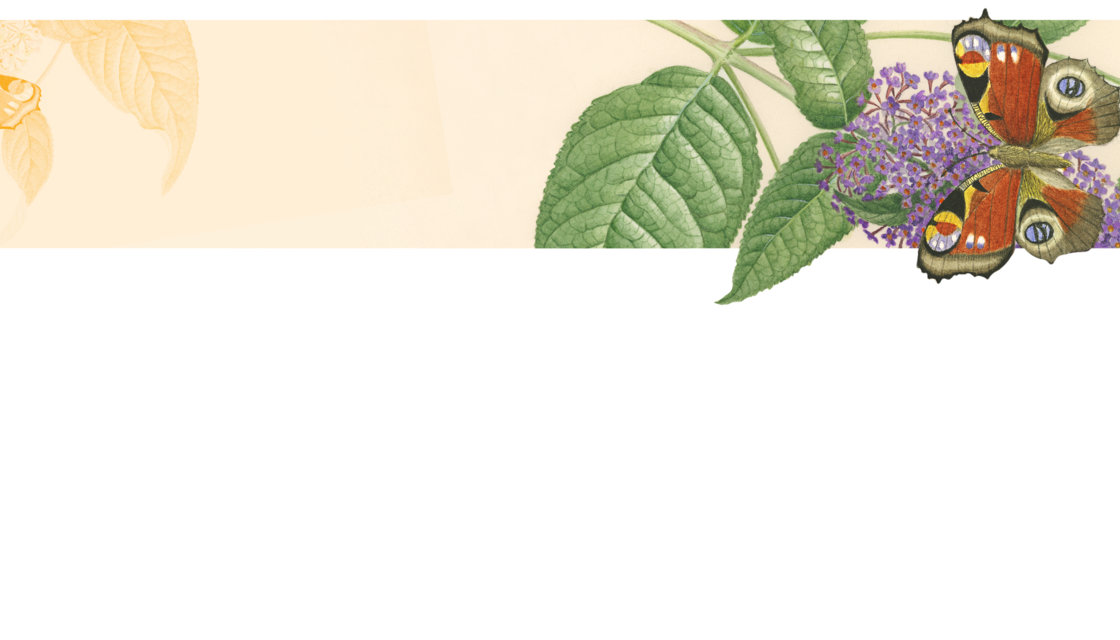 Infectious Disease Modelling And Epidemiology Department Of Biology