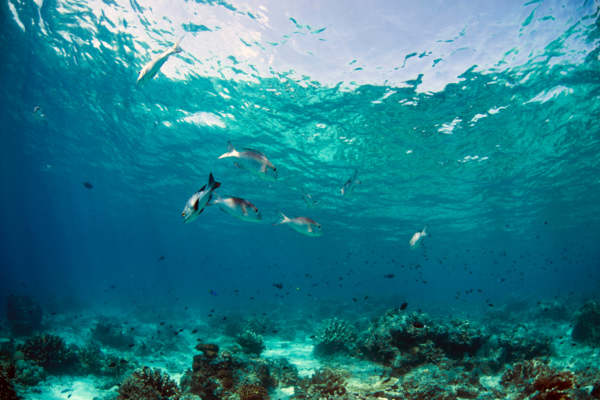 Ecology and Conservation | Department of Biology