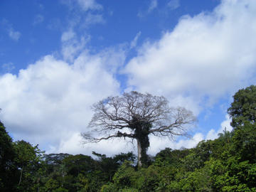 Identifying drivers of forest resilience in long-term records from the ...