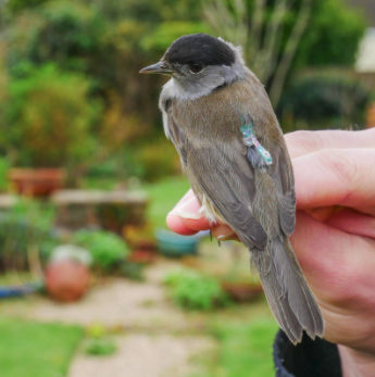 Seasonal migration patterns in Eurasian blackcaps | Department of Biology
