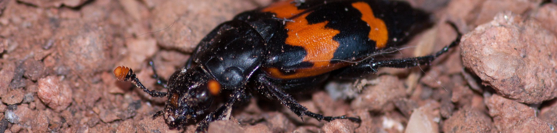 How behaviour changes evolution: experiments with burying beetles ...